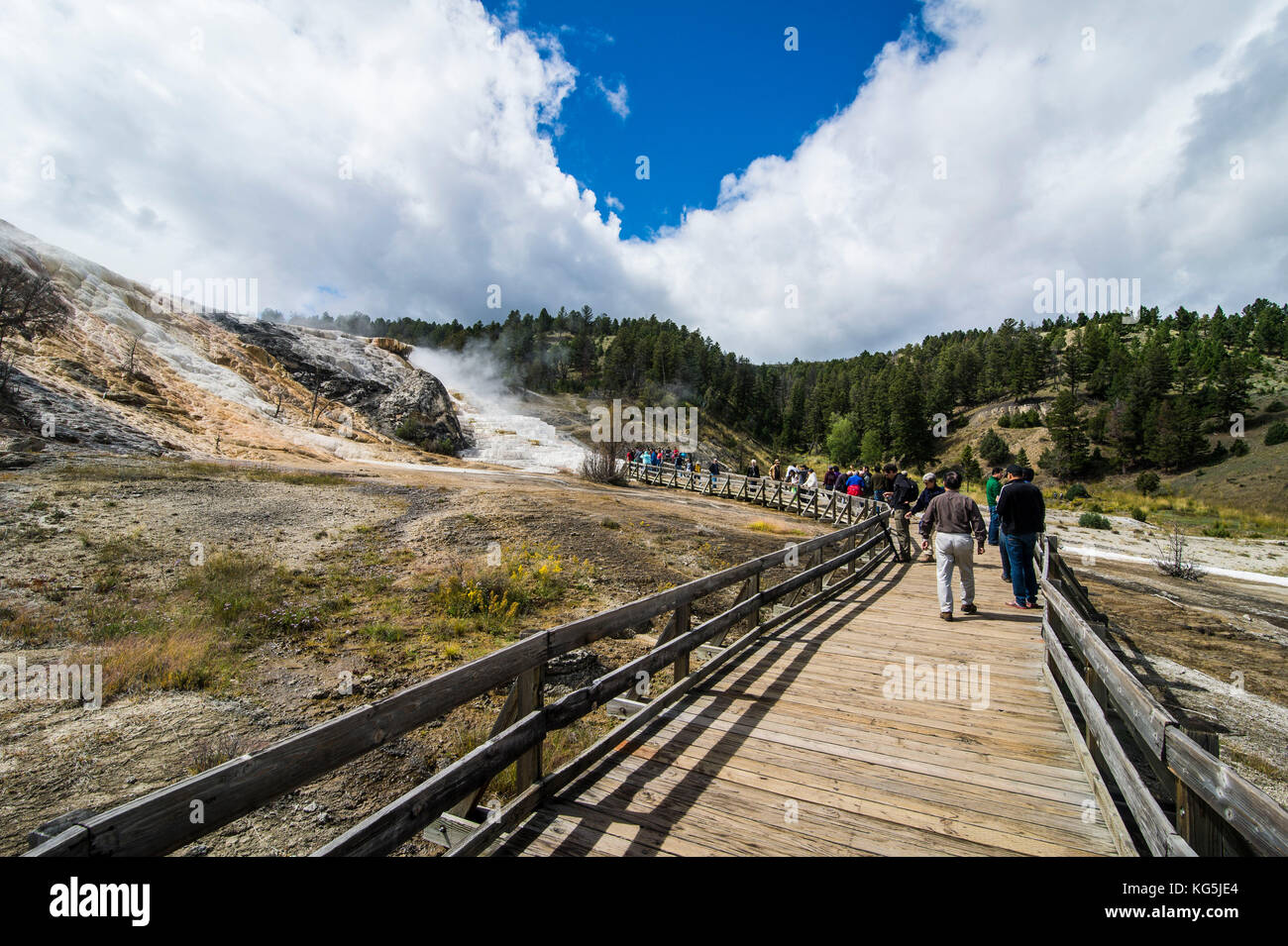 Boardwalk leading to the travertine terraces in Mammoth hot springs ...