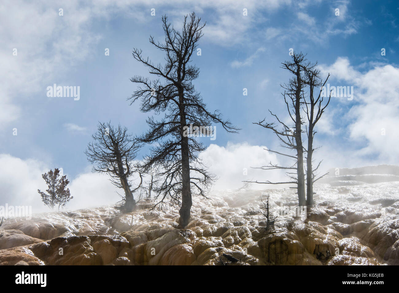 Dead trees on a landscape hi-res stock photography and images - Alamy