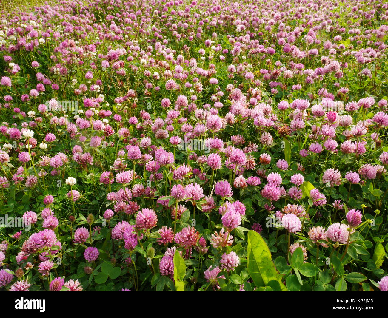 Red Clover Flowers Stock Photo - Alamy