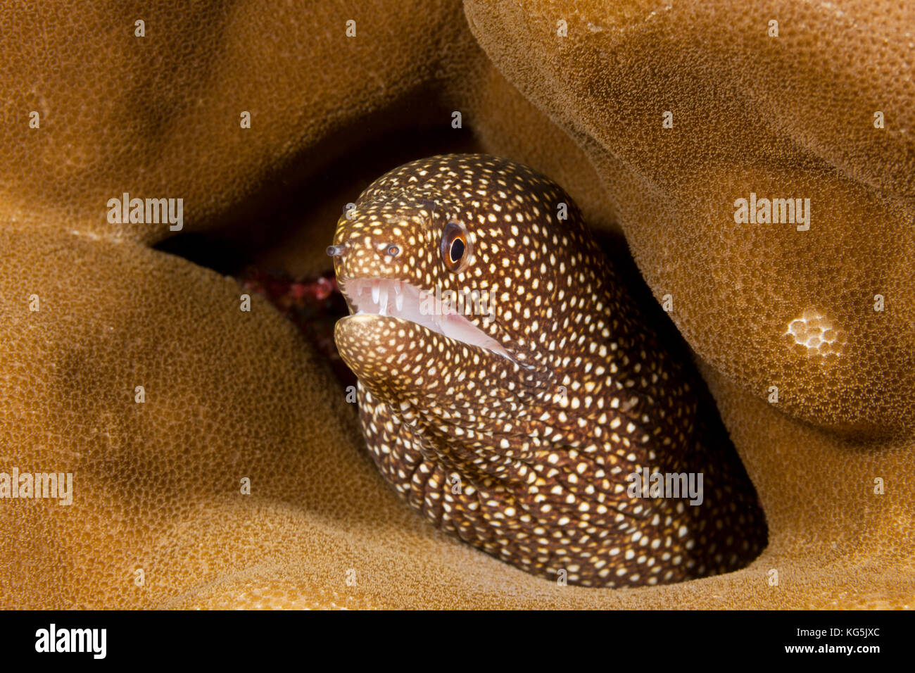 White-spotted Moray, Gymnothorax meleagris, Christmas Island, Australia ...