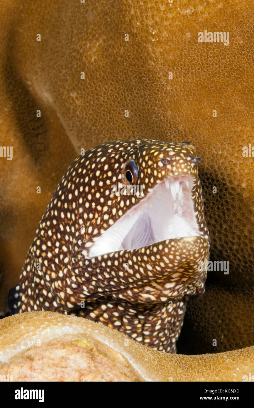 White-spotted Moray, Gymnothorax meleagris, Christmas Island, Australia ...