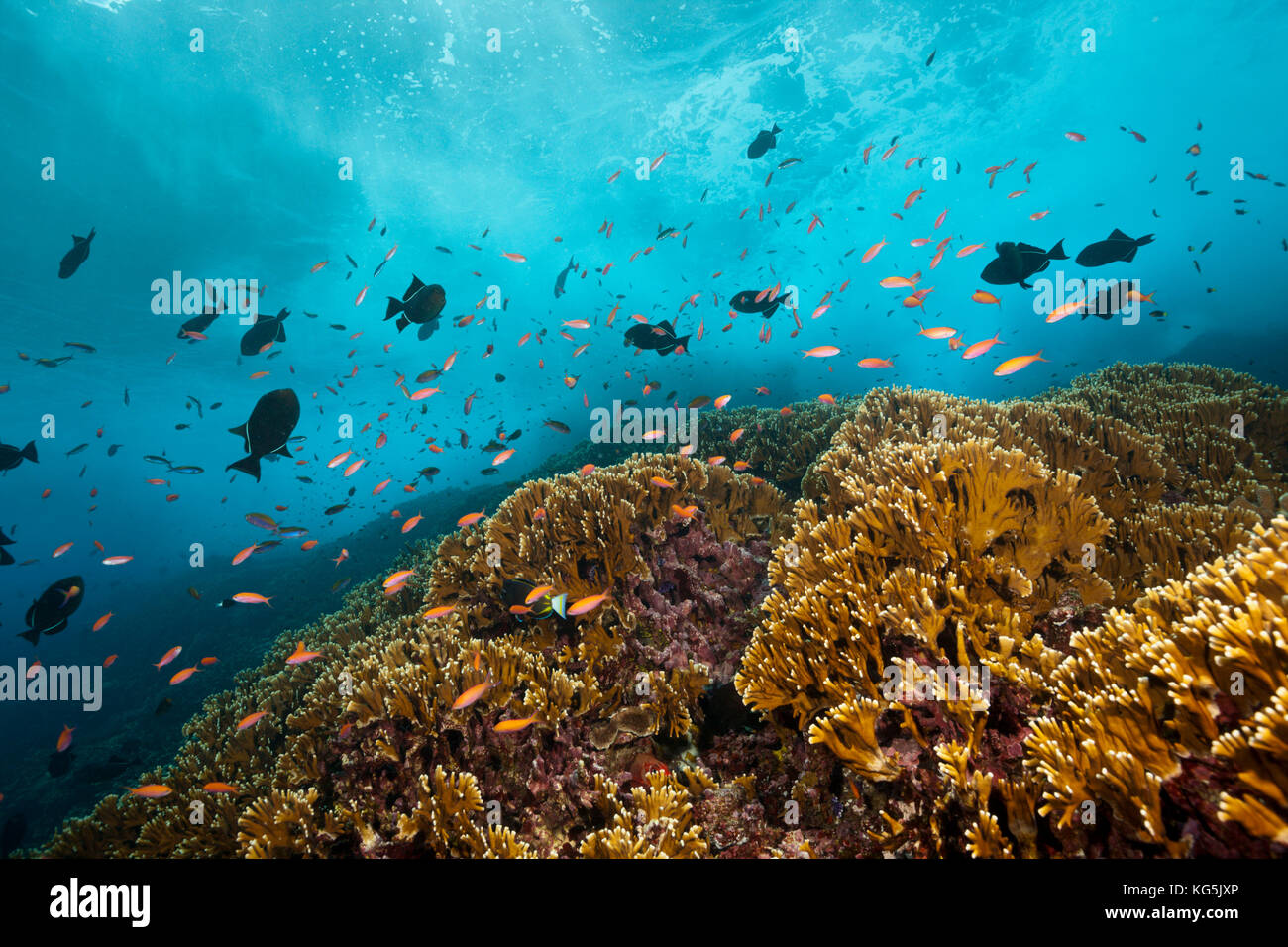 Shoal of Redfin Anthias, Pseudanthias dispar, Christmas Island ...