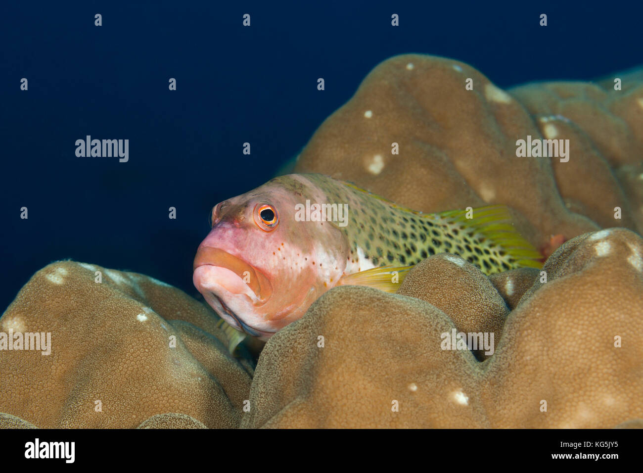 Whitespot hawkfish hi-res stock photography and images - Alamy