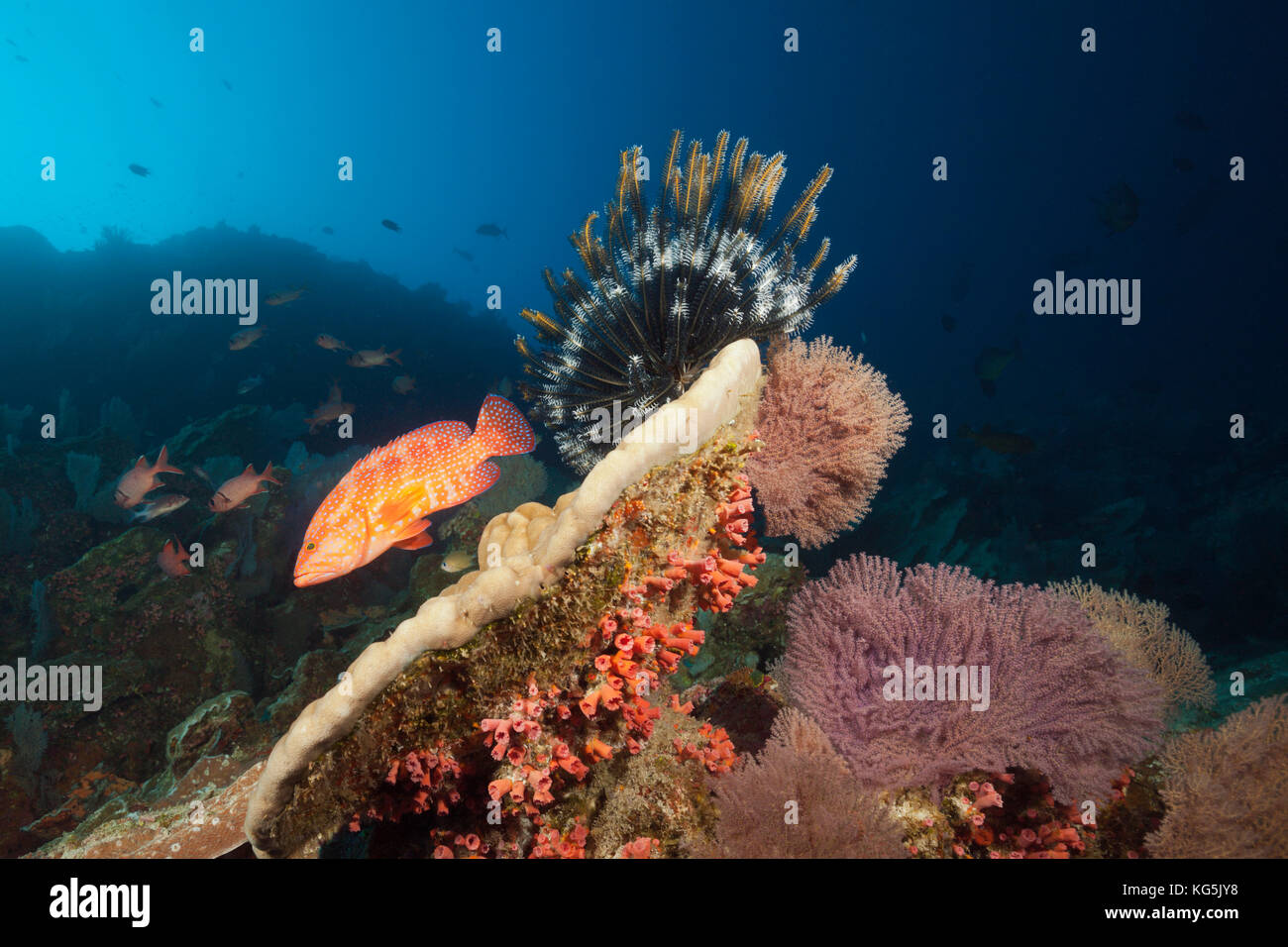 Coral Grouper in Coral Reef, Cephalopholis miniata, Christmas Island ...