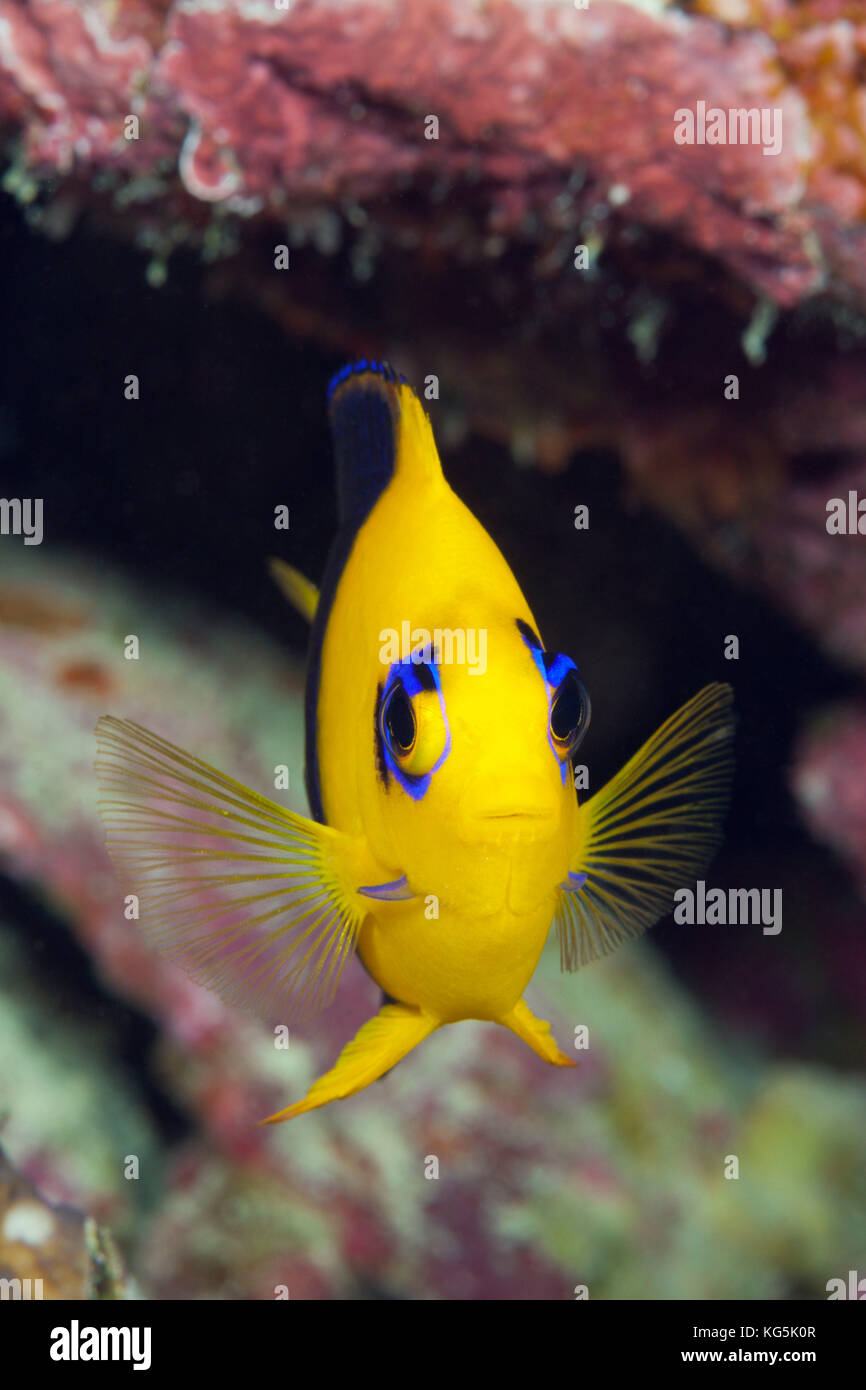 Endemic Cocos Angelfish, Centropyge joculator, Christmas Island ...