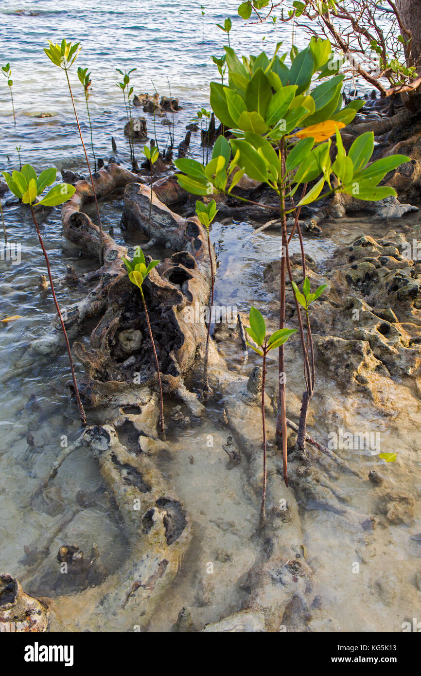 Mangrove Leaves Stock Photos & Mangrove Leaves Stock Images - Alamy