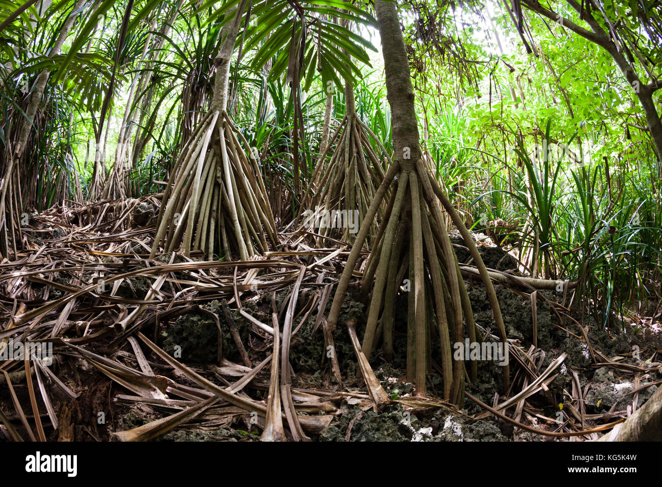 Pandanus Forest, Pandanus christmatensis, Christmas Island, Australia ...