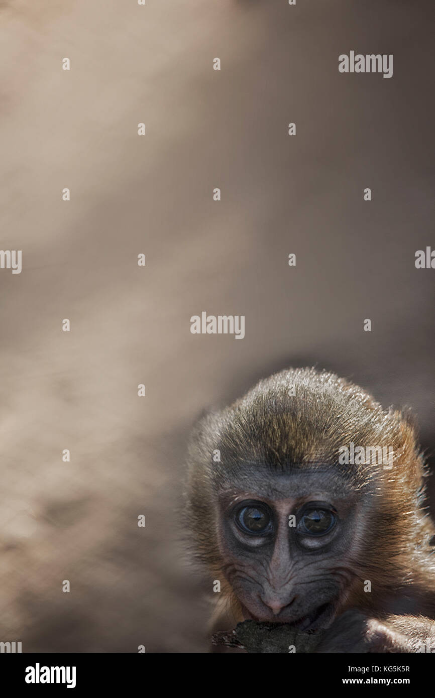 Drill monkey hi-res stock photography and images - Alamy