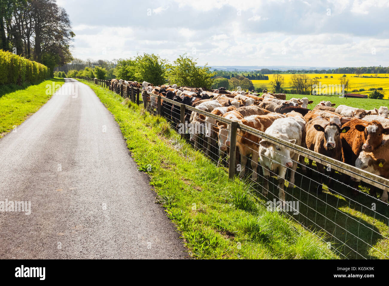 England, Cotswolds, Worcestershire, Cows in Field near Broadway Stock ...