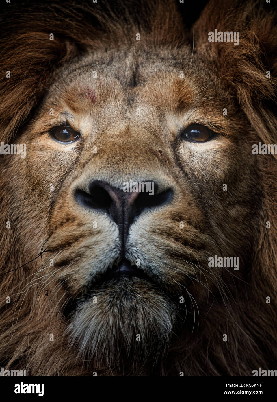Proud full frame lion and mane hi-res stock photography and images - Alamy