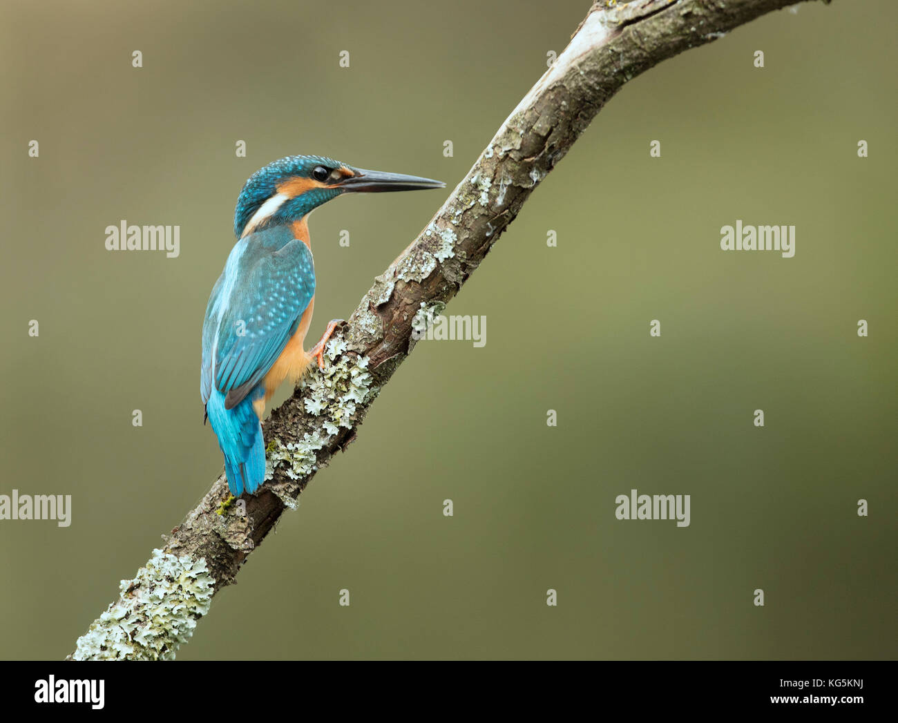 Kingfisher from uk posing beauitful vibrant colours hi-res stock ...