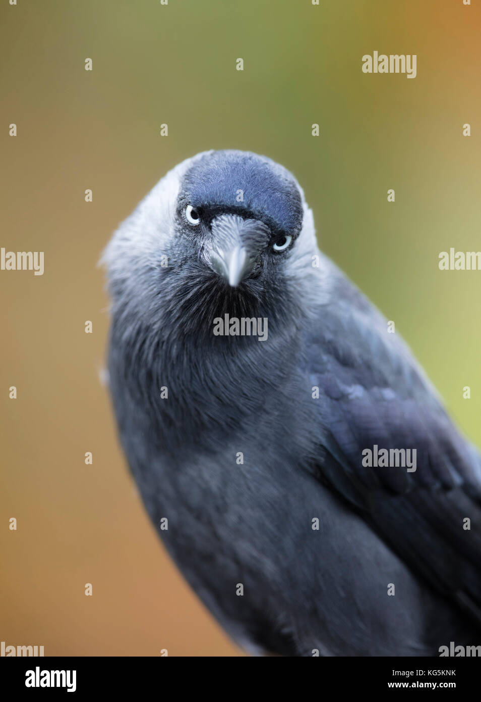 Grey bird hi-res stock photography and images - Alamy
