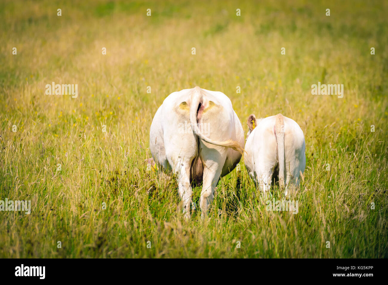 Cows tail hi-res stock photography and images - Alamy