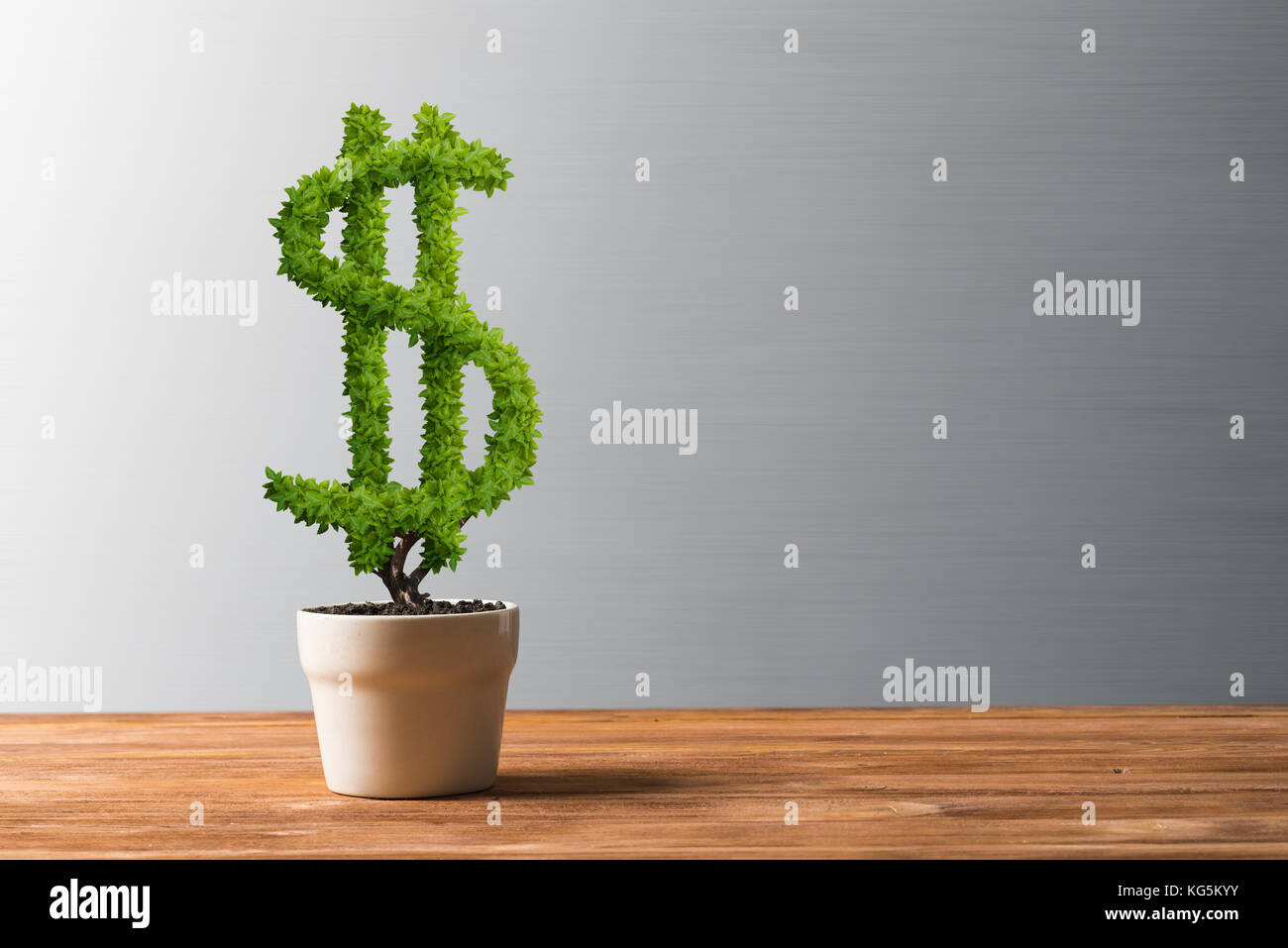 Green dollar tree growing in white pot Stock Photo - Alamy