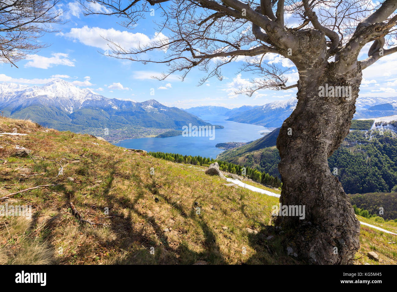 The isolated tree frames the blue Lake Como on background Montemezzo ...