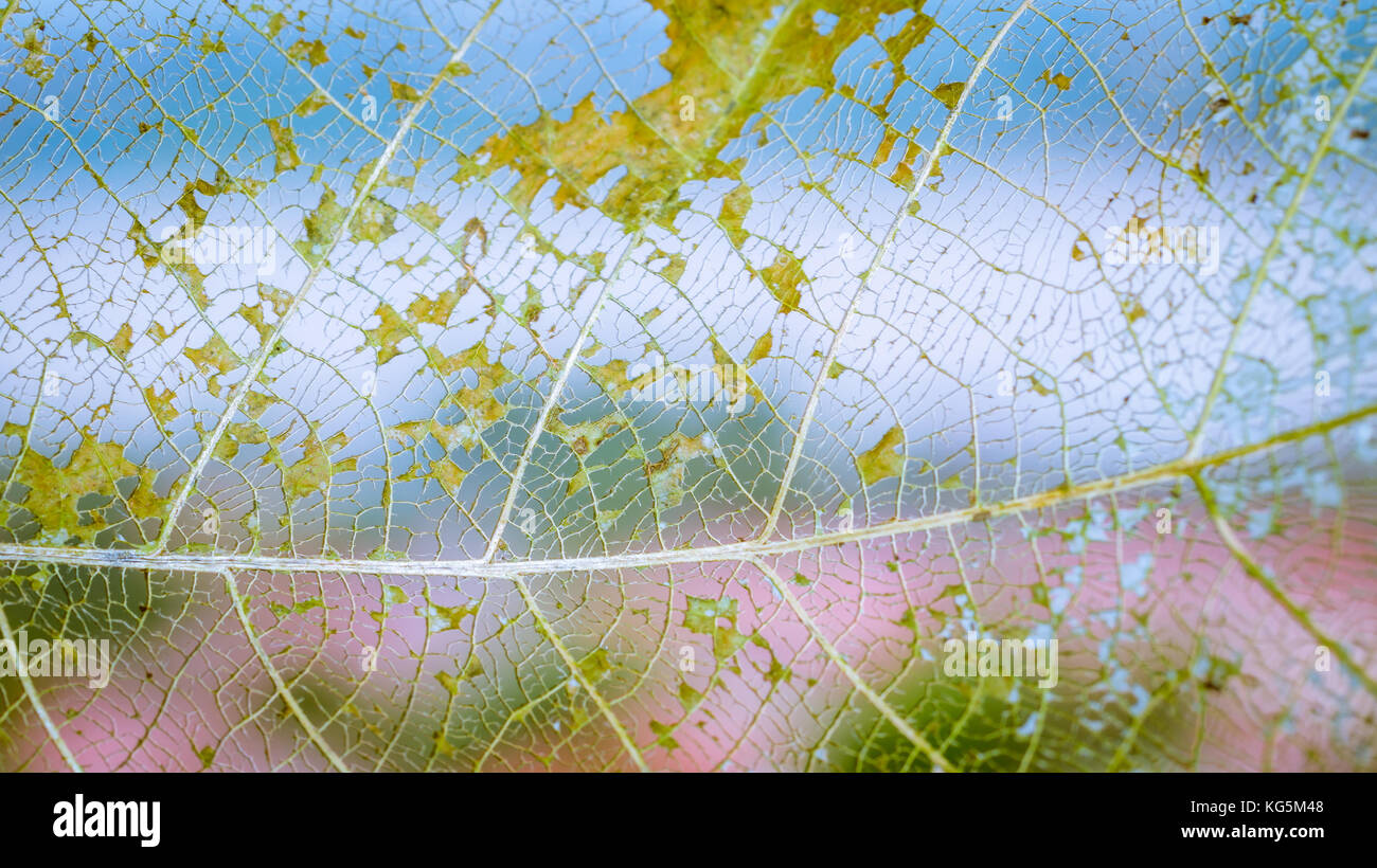 Leaf skeleton hi-res stock photography and images - Alamy