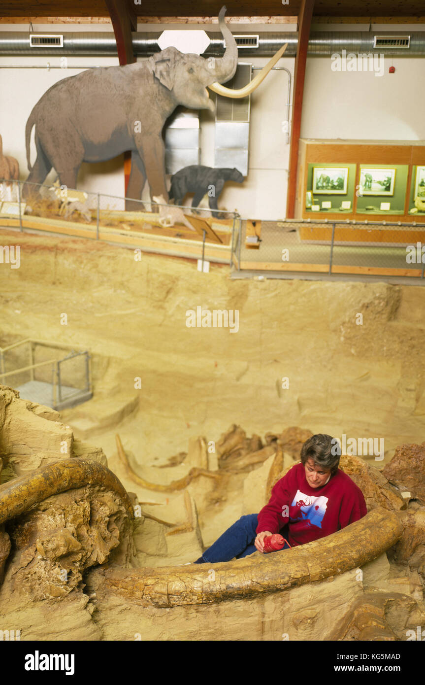 A scientist slowly digs out a complete wooly mammoth skeleton from ...
