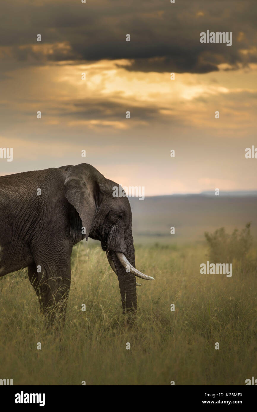 Sunset elephant hi-res stock photography and images - Alamy