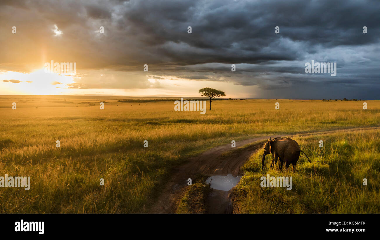 Sunset elephant hi-res stock photography and images - Alamy