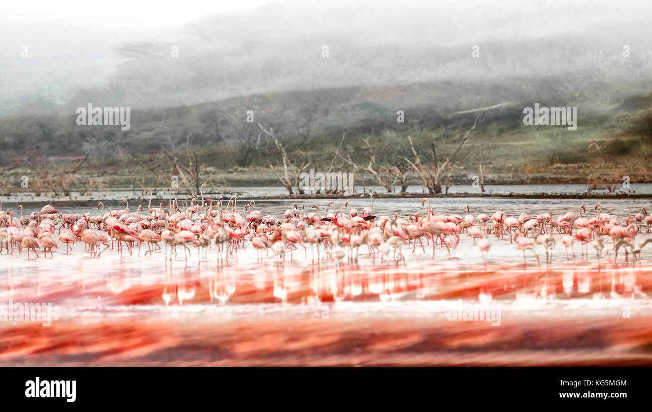 Flamingos in Lake Bogoria, Kenya Stock Photo - Alamy