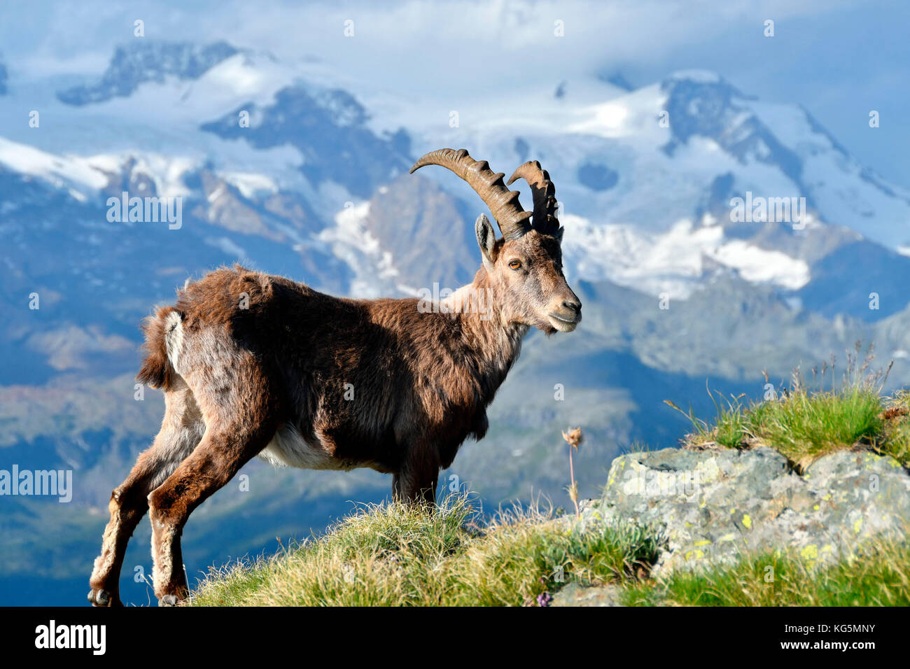 Ibex italy hi-res stock photography and images - Alamy