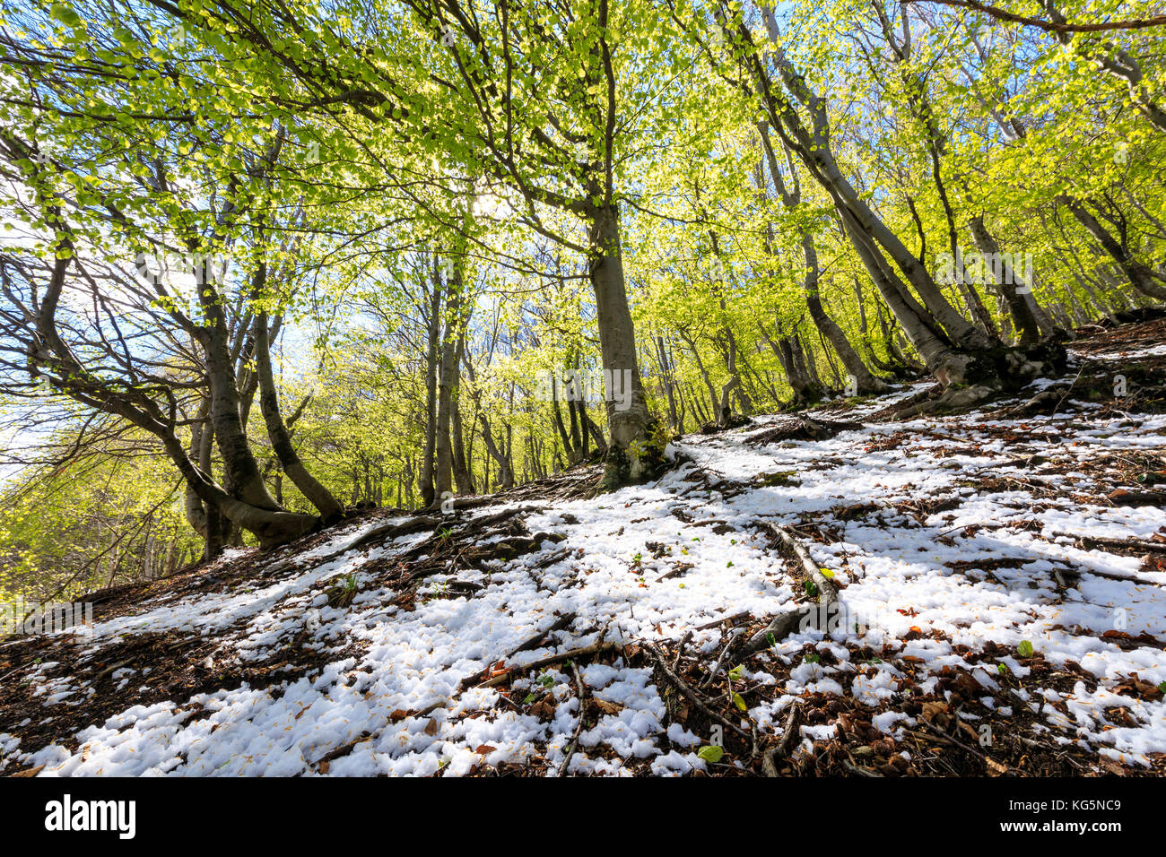 Tall trees hi-res stock photography and images - Alamy