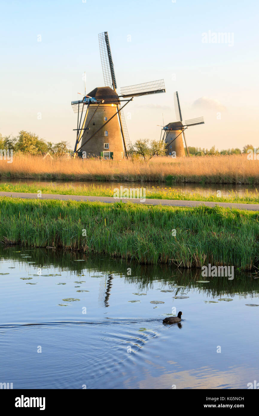 Dutch duck hi-res stock photography and images - Alamy