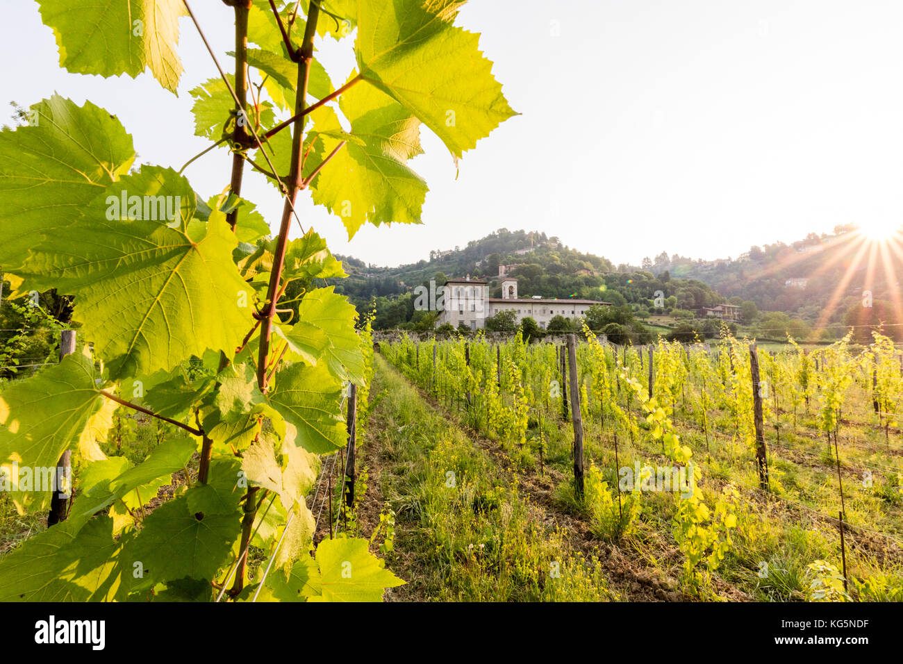 Sunrise on the ancient monastery of Astino surrounded by vineyards ...