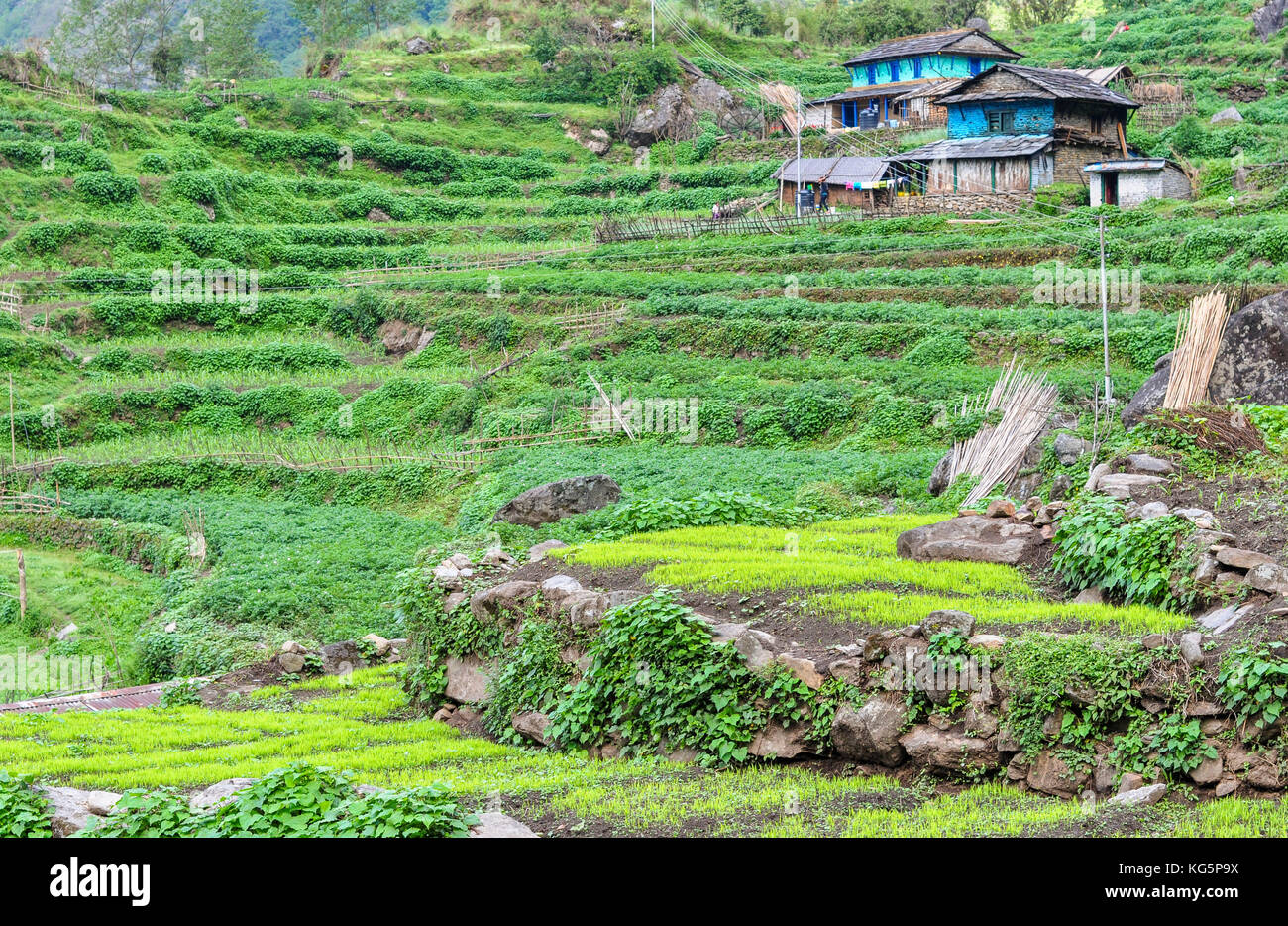 Chomrong village hi-res stock photography and images - Alamy