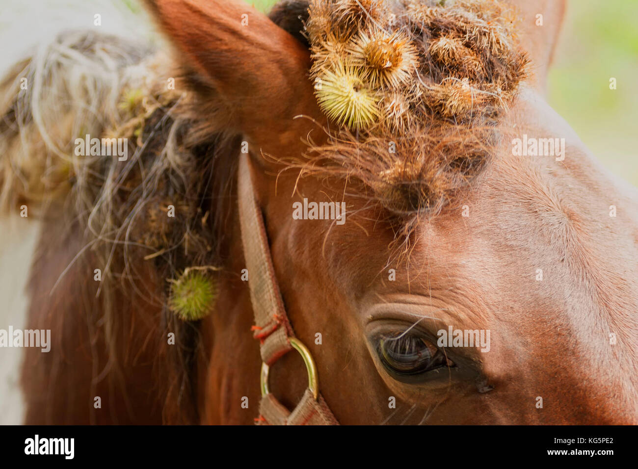 Cayuse pony hi-res stock photography and images - Alamy