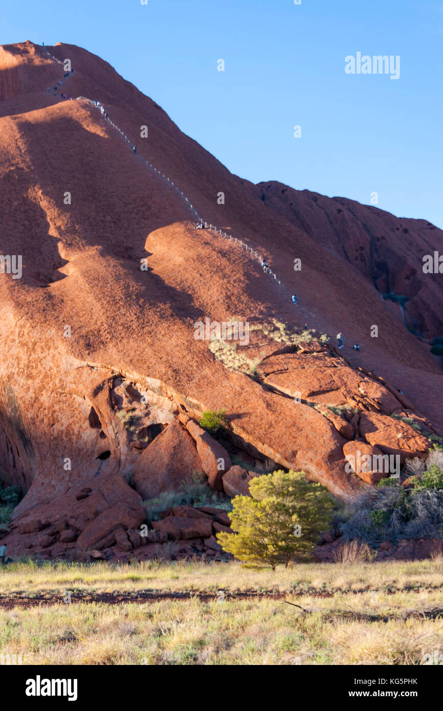 Climbing Uluru and lone tree, Central Australia Stock Photo - Alamy