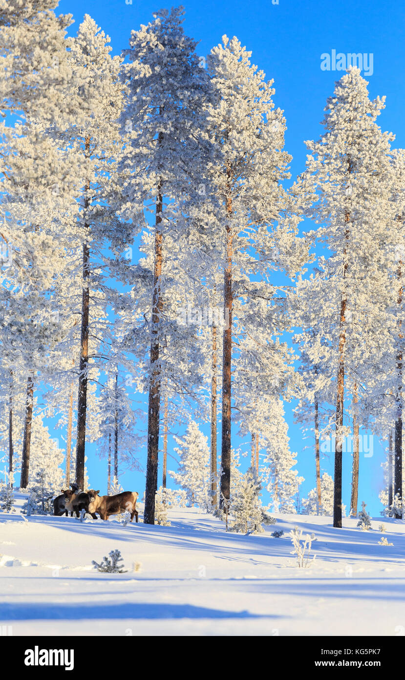 Leaves in the lappish forest vittangi hi-res stock photography and ...