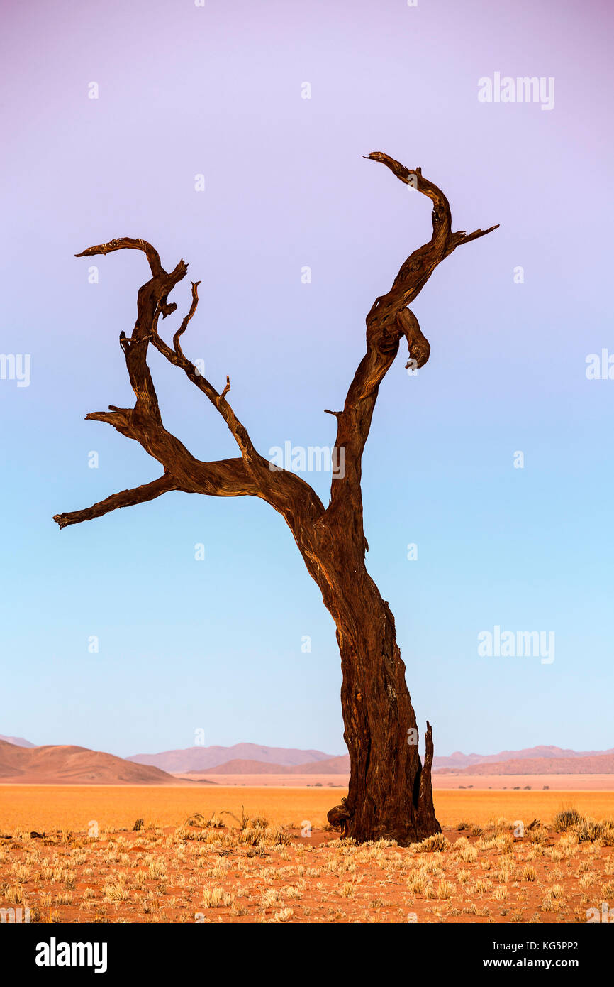 tree in karas region, karas region, namibia, africa Stock Photo - Alamy