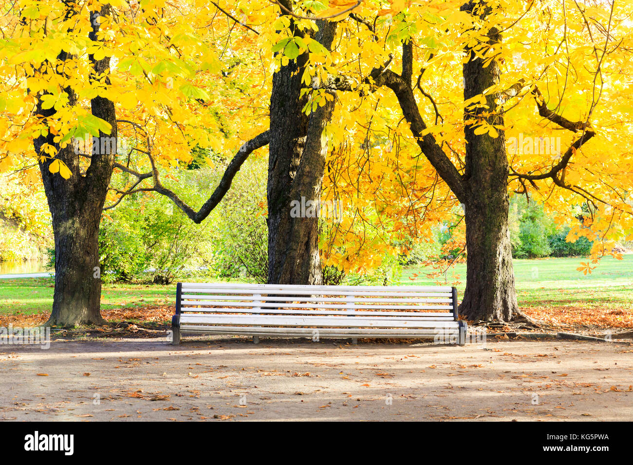 Large white bench under golden tall trees in a park in autumn Stock ...