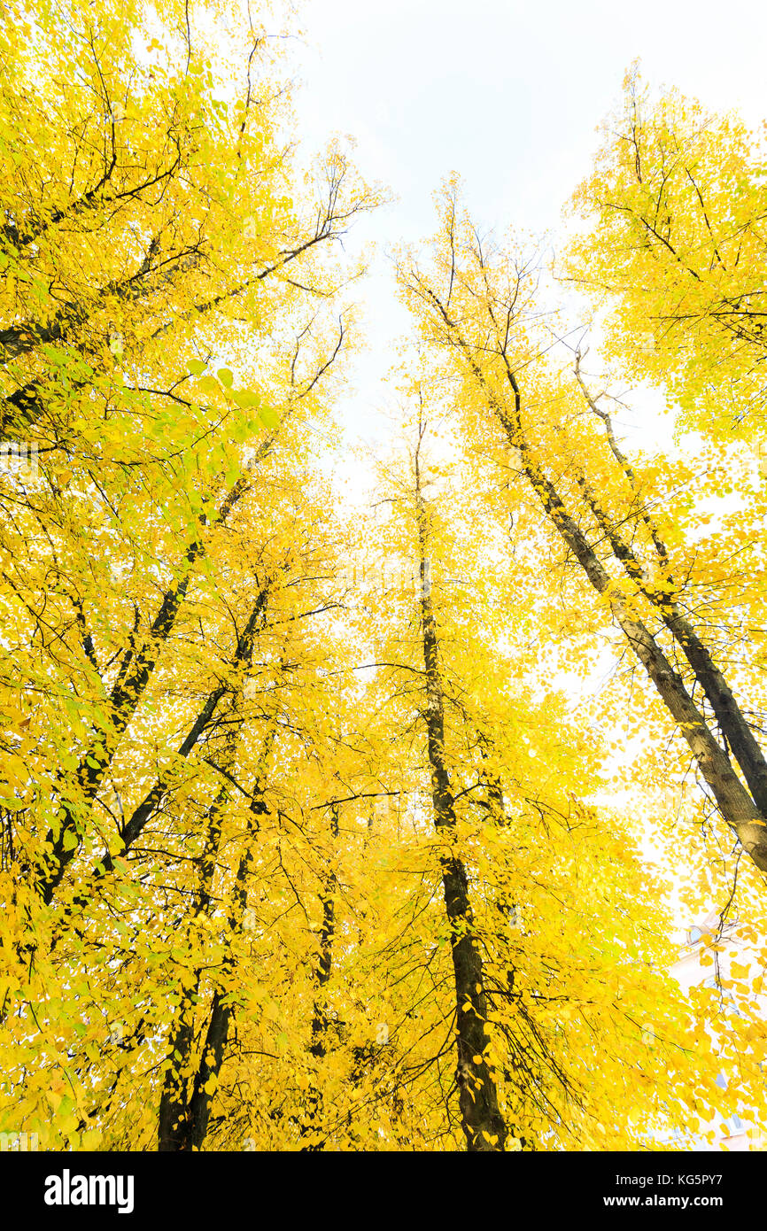 Tall yellow and golden autumn trees in forest Stock Photo - Alamy