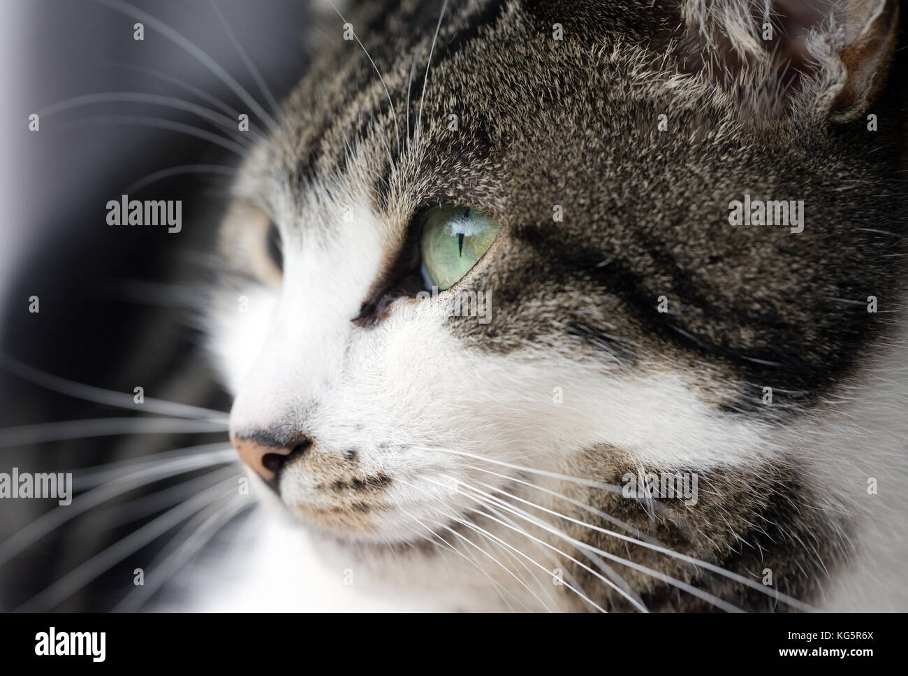 Close up of a cat's face looking out a window Stock Photo - Alamy