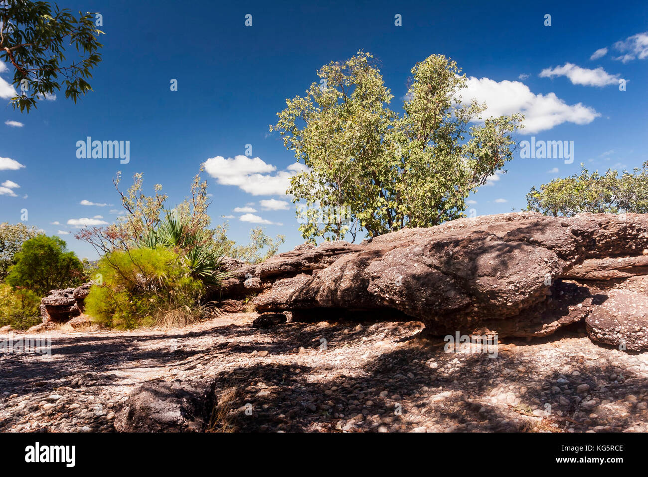 Lone tree and shadow on rock outcrop, northern territory, Australia ...