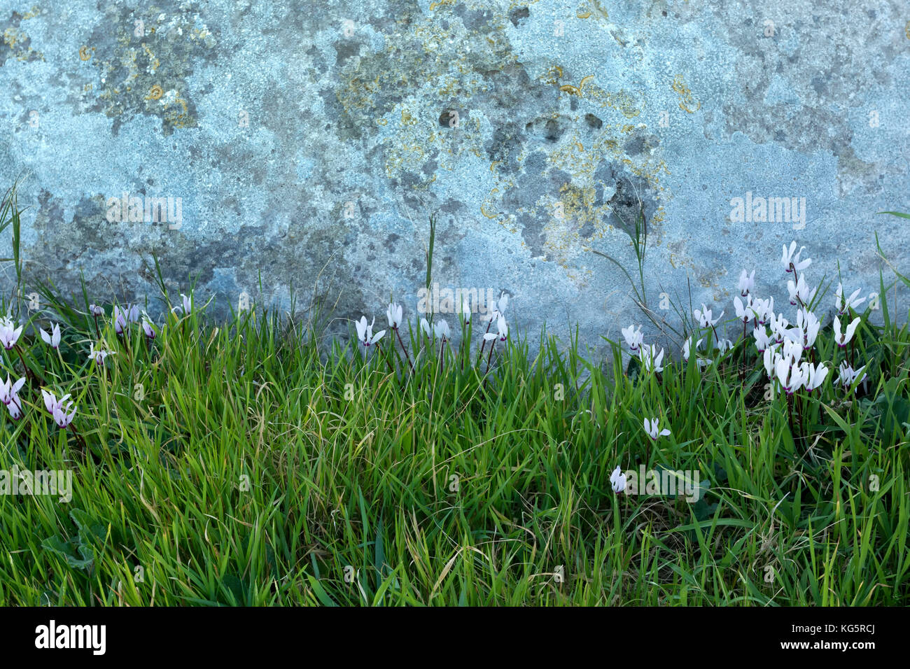 rock, grass flowers abstract, Paphos, Cyprus Stock Photo - Alamy