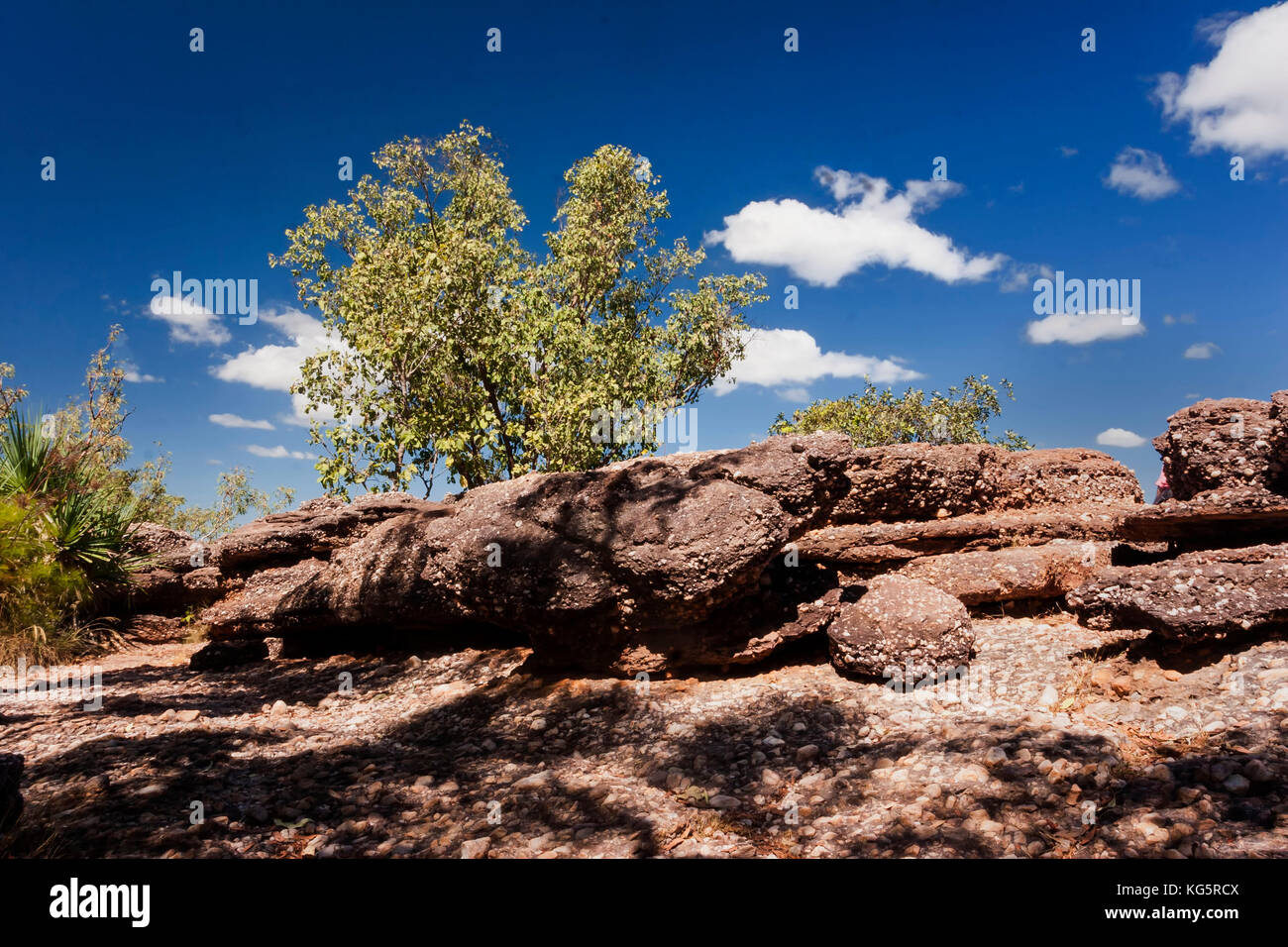 lone tree on rocks Stock Photo - Alamy