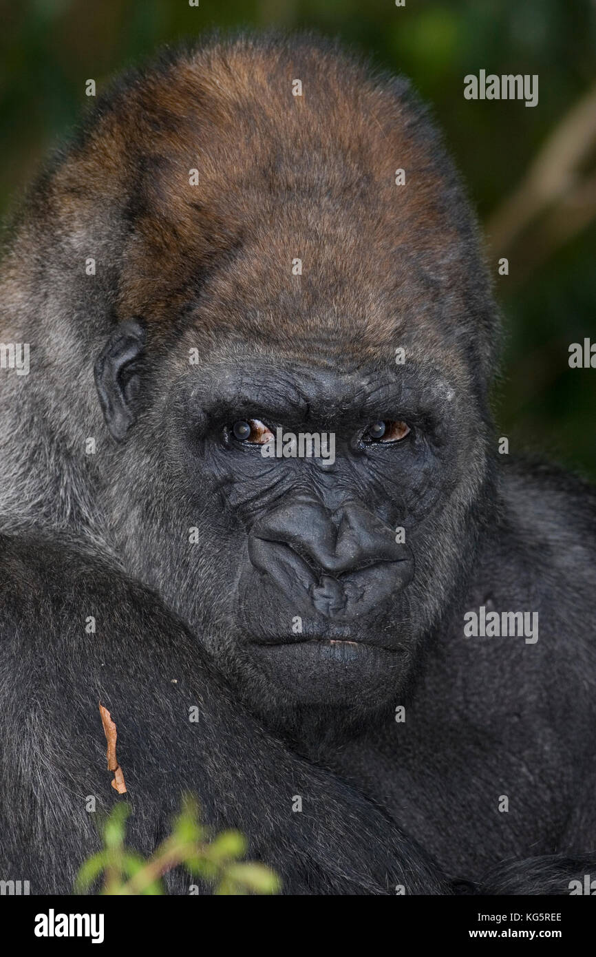 Gorilla sagittal crest hi-res stock photography and images - Alamy