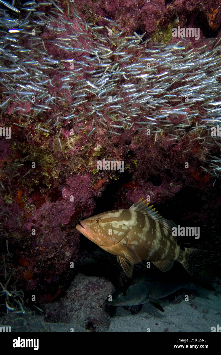 Nassau Grouper, Epinephelus striatus, in a school of baitfish, Florida ...
