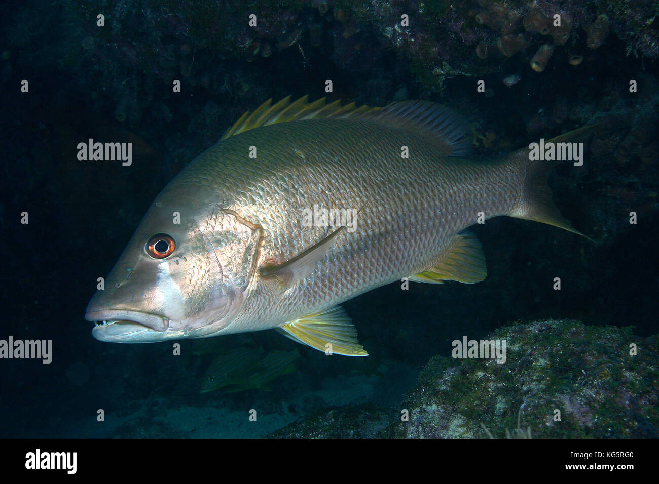 Dog Snapper, Lutjanus jocu, Islamorada, Florida Keys Stock Photo - Alamy