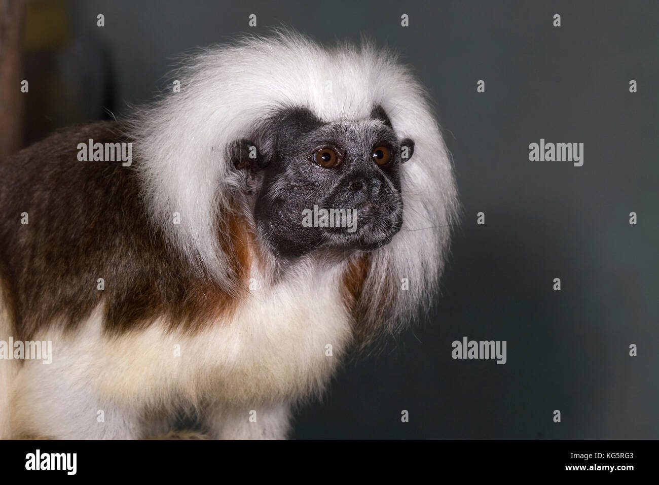 Species of cotton hi-res stock photography and images - Alamy