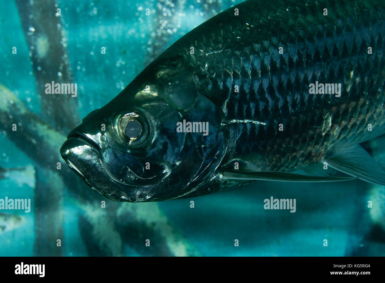 Tarpon hi-res stock photography and images - Alamy