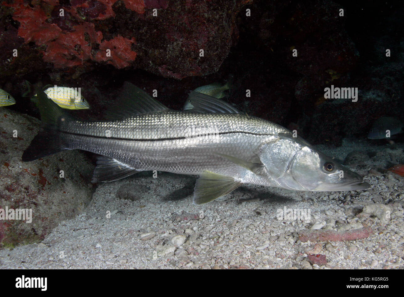 Snook underwater hi-res stock photography and images - Alamy