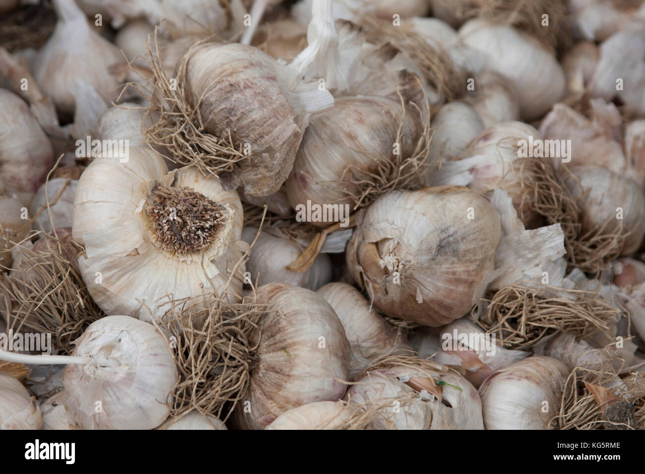 Garlic available at the local farmer's market in Monterey, California ...