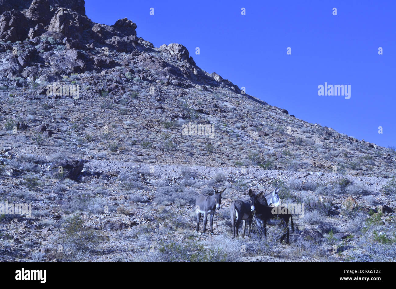 wild burros in desert landscape Stock Photo - Alamy