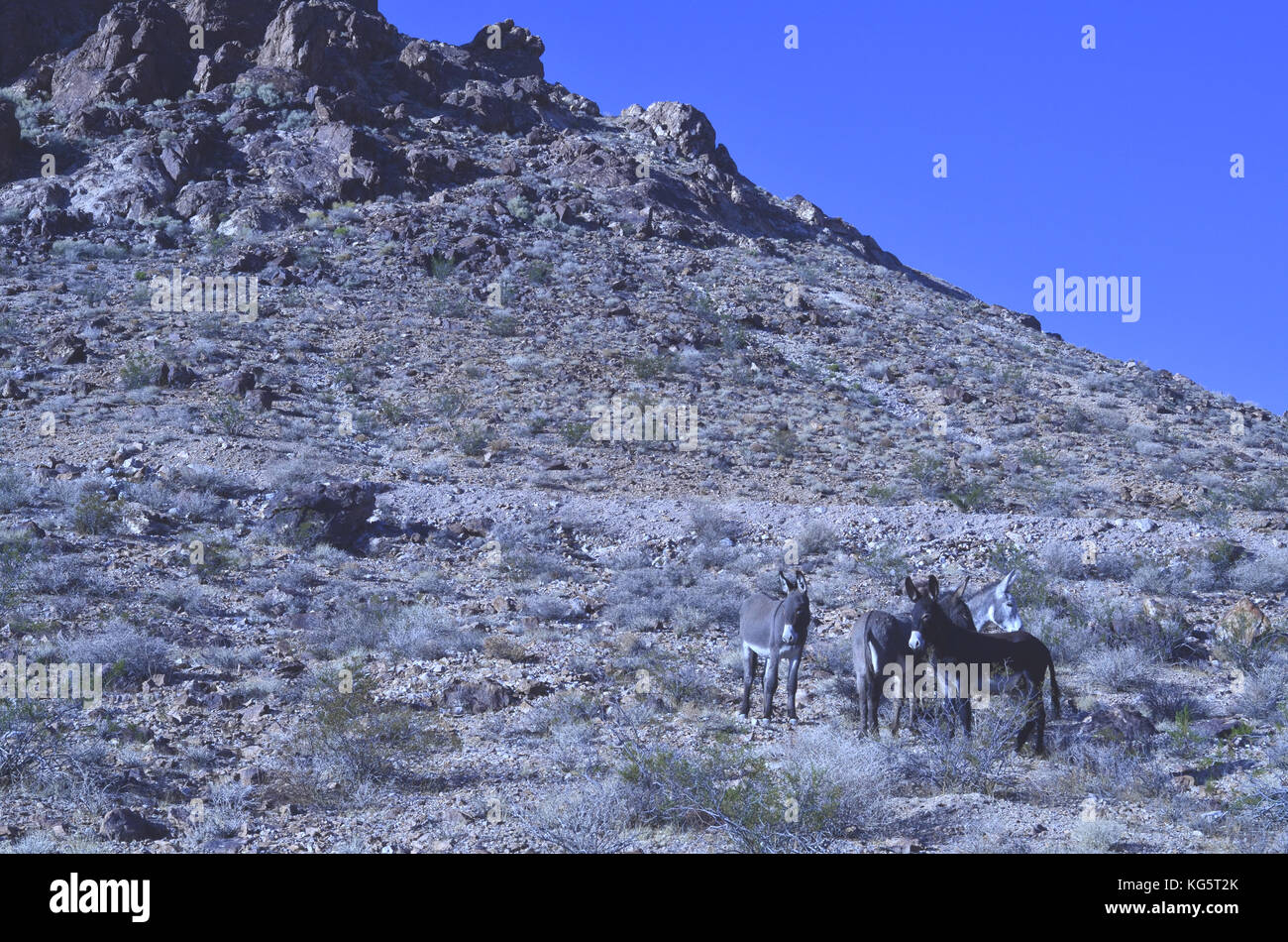 wild burros in desert landscape Stock Photo - Alamy