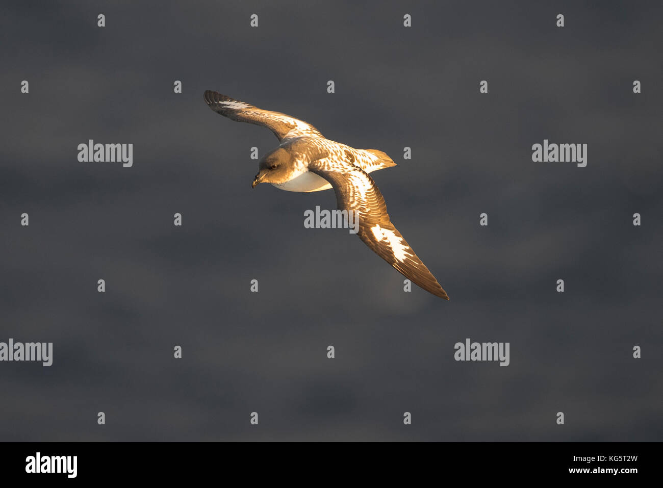 Cape Petrel, Antarctic Ocean Stock Photo - Alamy
