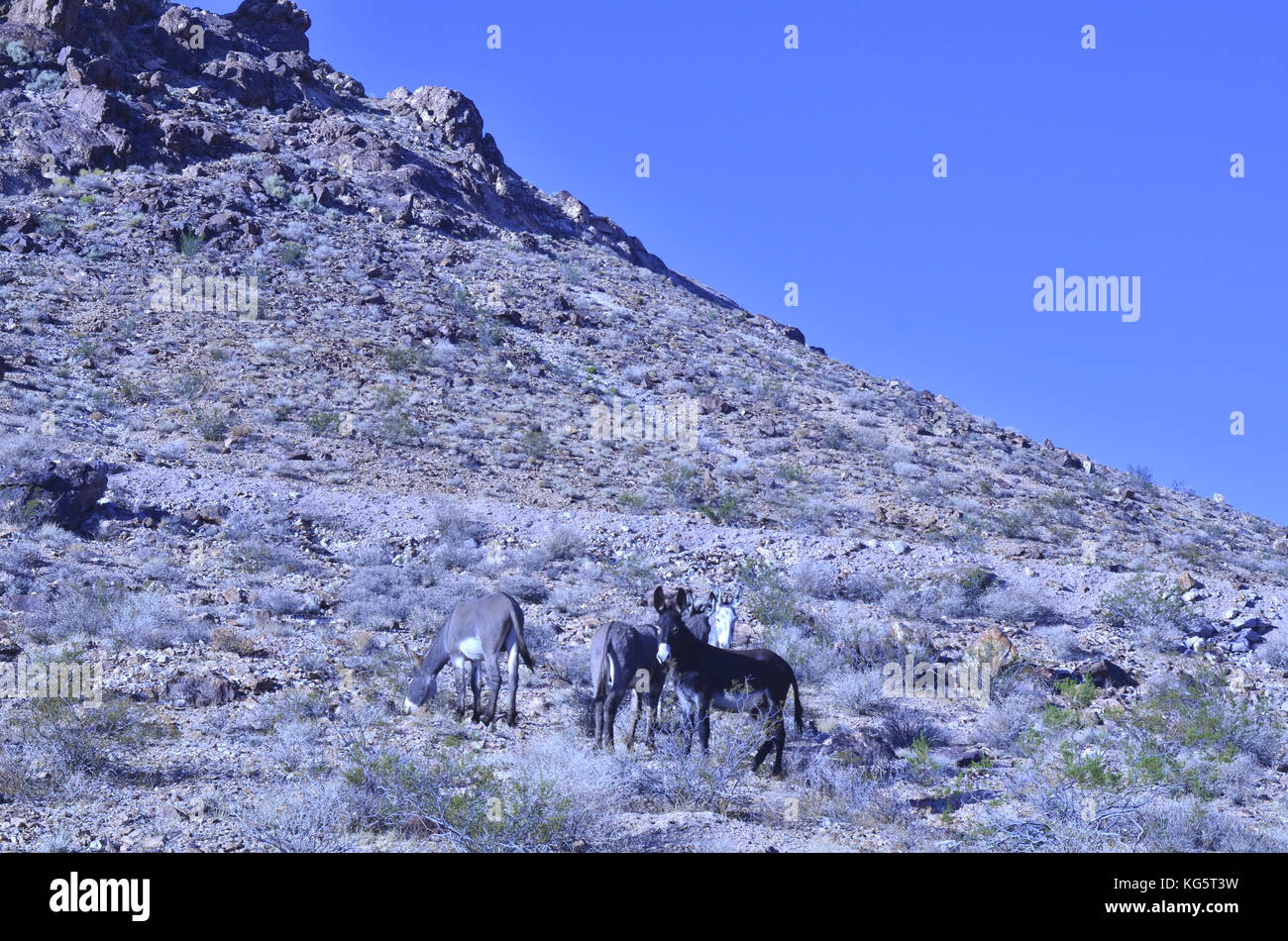 wild burros in desert landscape Stock Photo - Alamy
